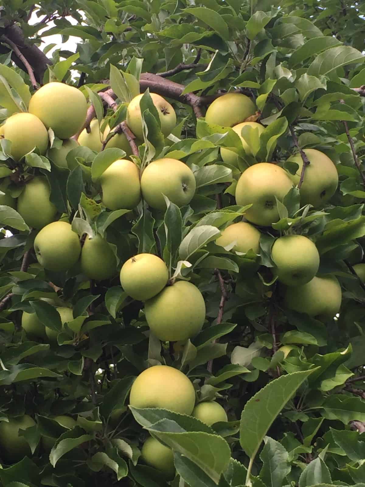 Cider Style 101: Sidra—Hard Cider with Spanish Flair - Cider Culture