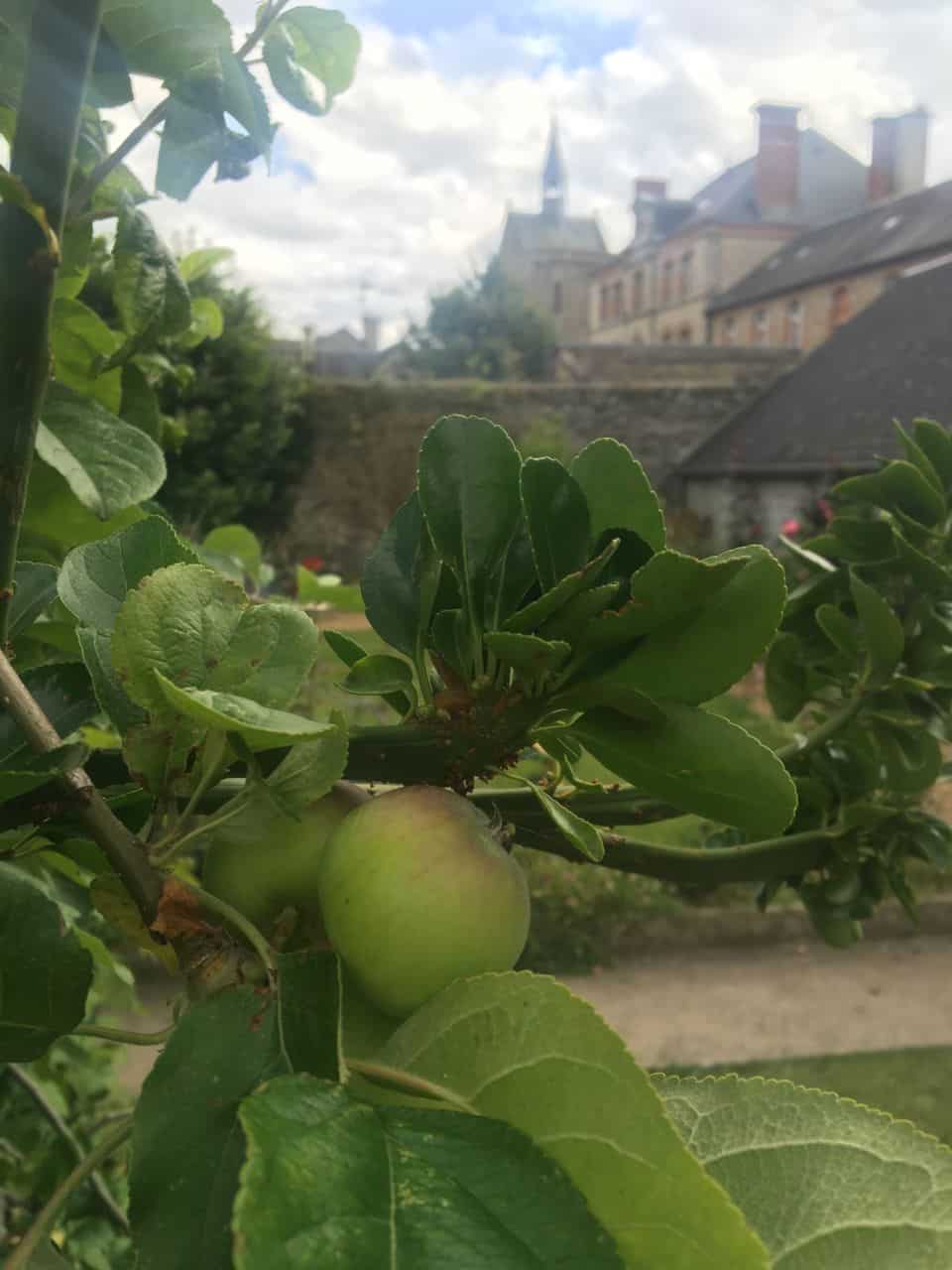 Destination Cider: Normandy and the Tour de France - Cider Culture