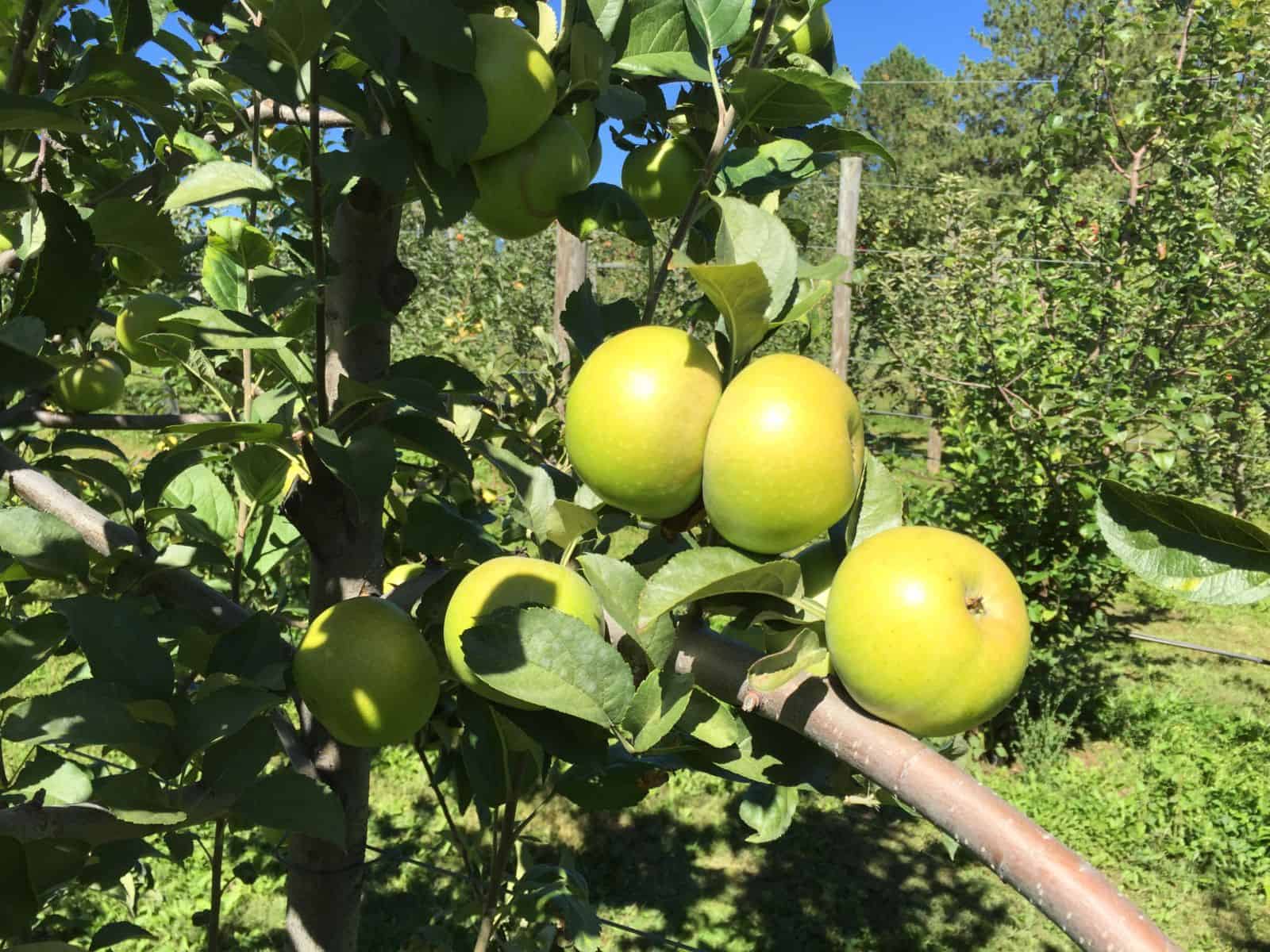 Original Sin Bringing Cider Apples to Mullers Cider House (Sept. 29 ...