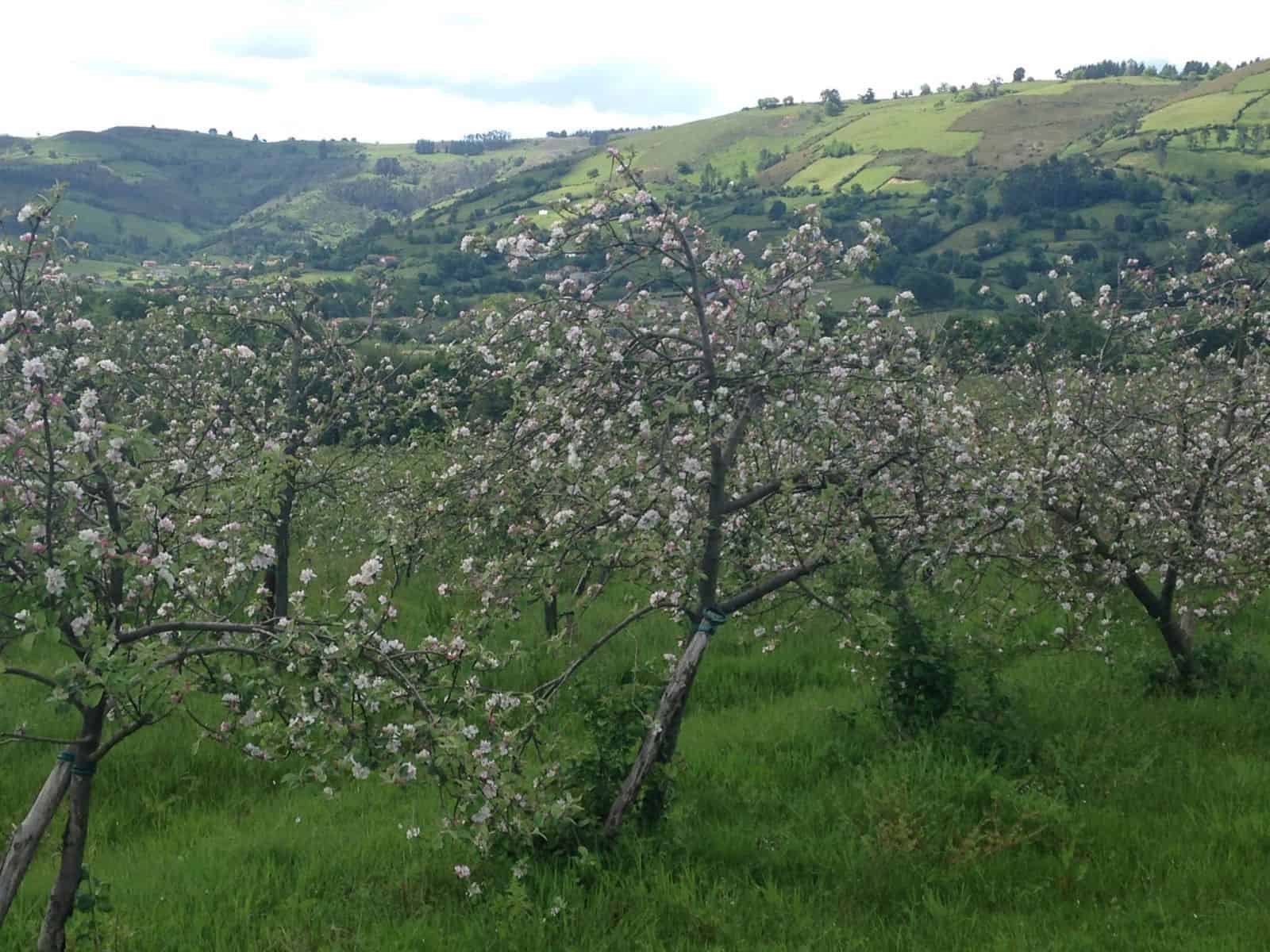 Enjoy a Week of Sidra Discovery on the Asturias CiderTour 2017 - Cider ...