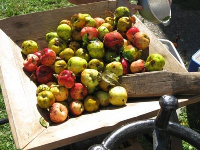 A Few Bad Apples: From Forgotten Fruit to Sustainable Communities