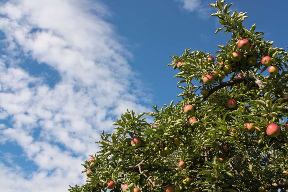 Cider School #5: Heirloom Apple Trees 101 with Big Hill Ciderworks (4/30)