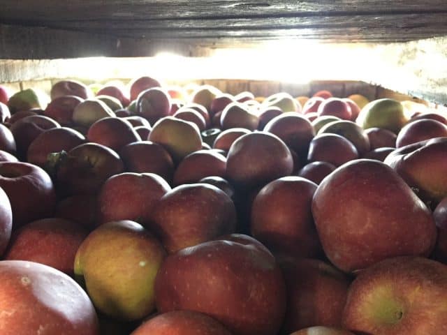 Cider Education: Fermentation 101 | How Fermentation Works in Cider