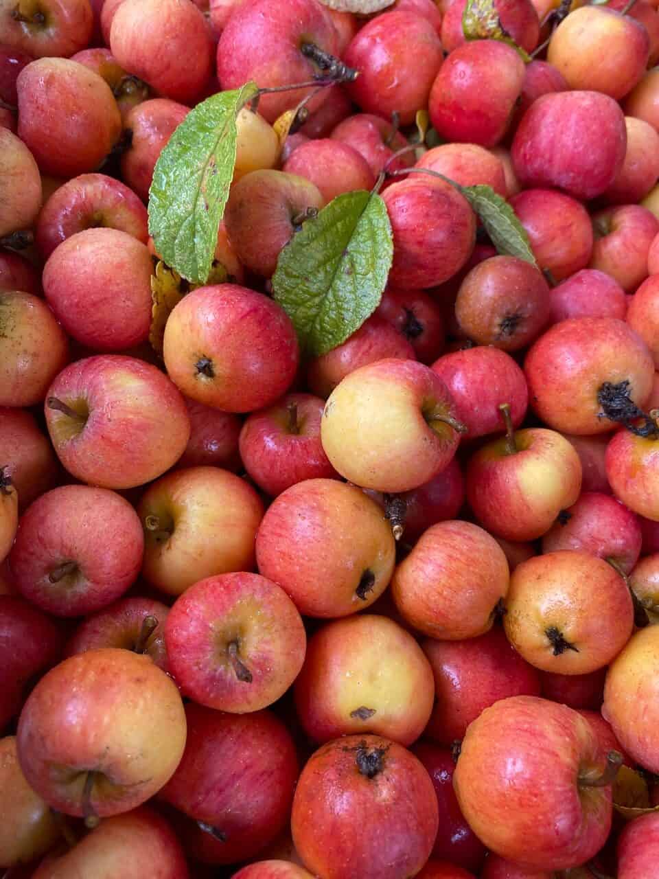 Apple Academy: Crab Apples | Learn About Crab Apple Cider